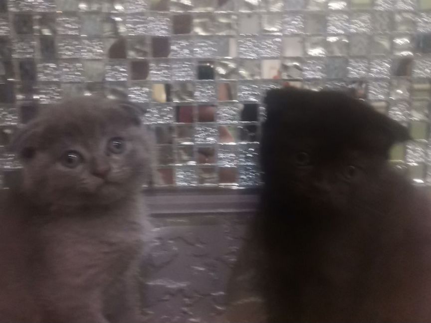 Вислоухие котята