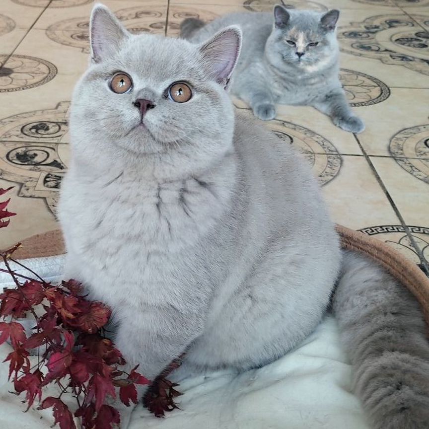 Продается британский котенок
