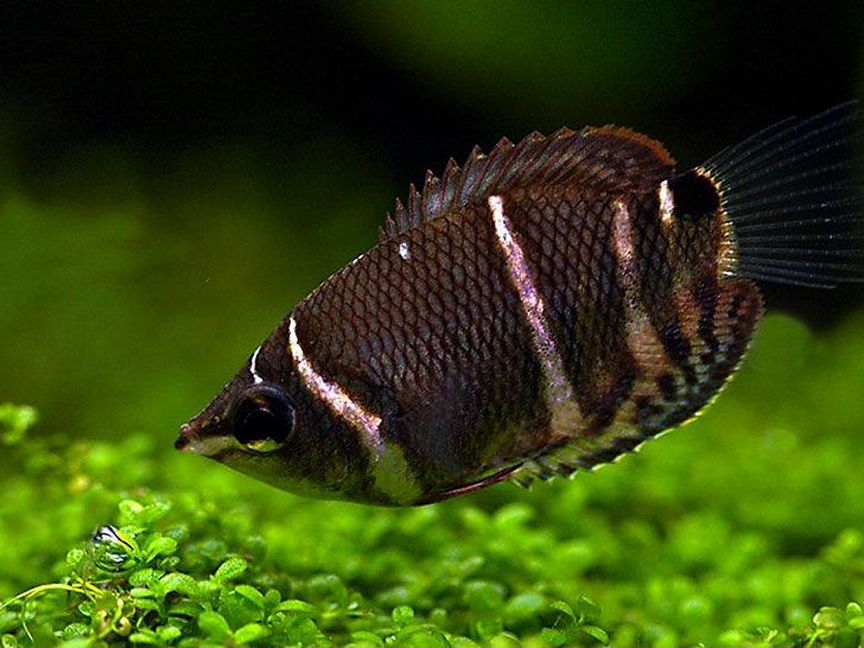 Гурами Шоколадный (арт 7156)