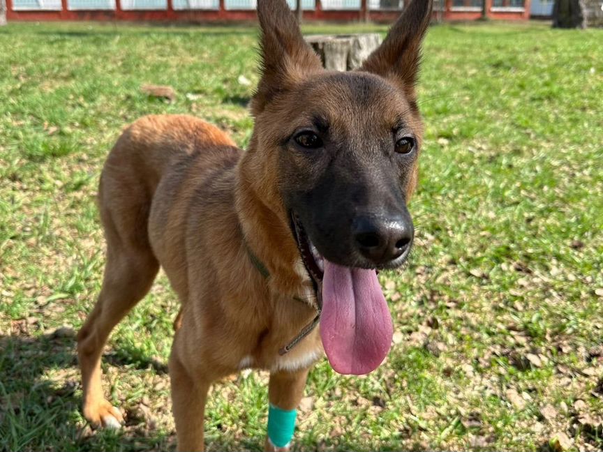 Собака в добрые руки