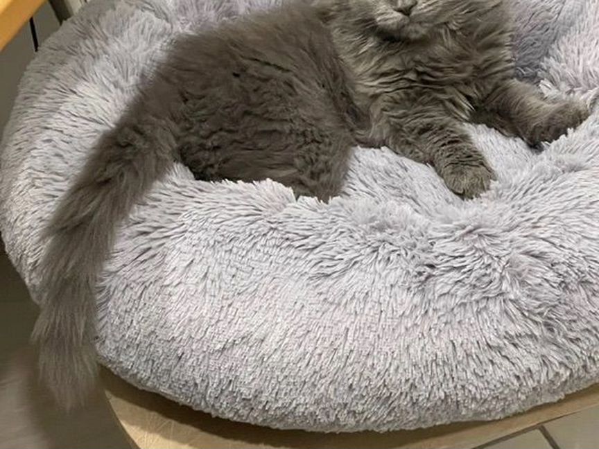 Отдаю бесплатно котенка