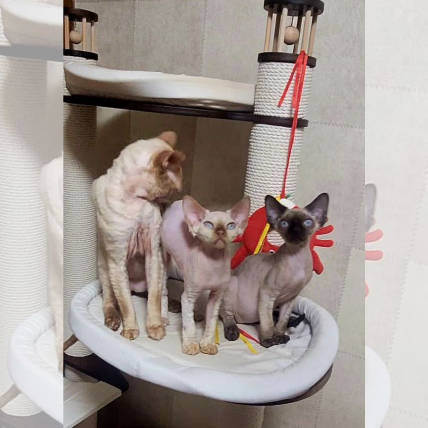 Котята девон-рекс