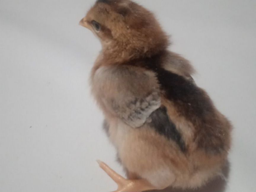 Петушки доминанты