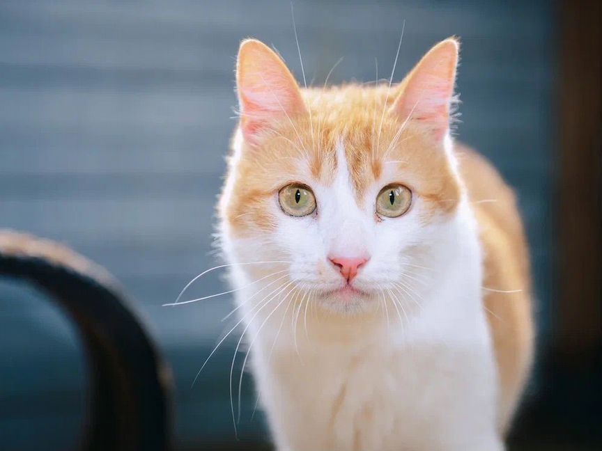 Котик рыжий Кекс из приюта бесплатно