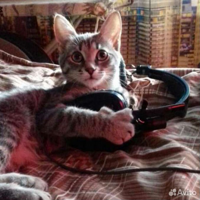 Кошечка найденыш