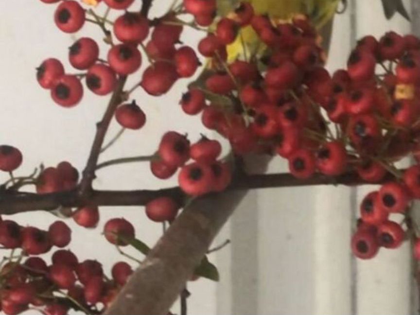 Гибрид магиланового чижа и канарейки