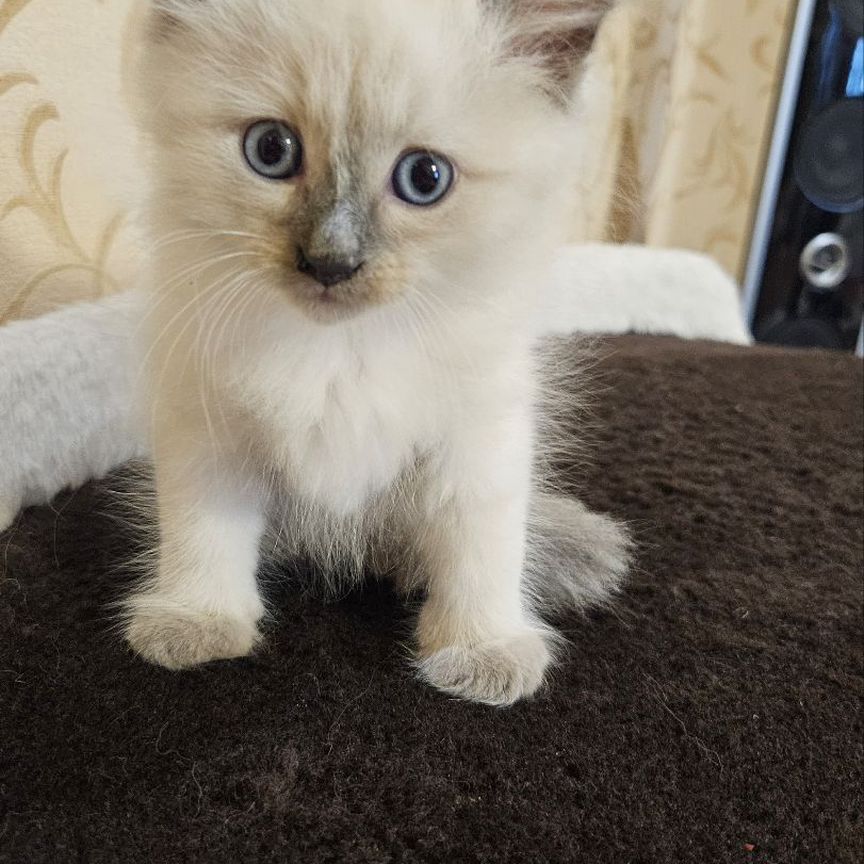 Невская маскарадная котята