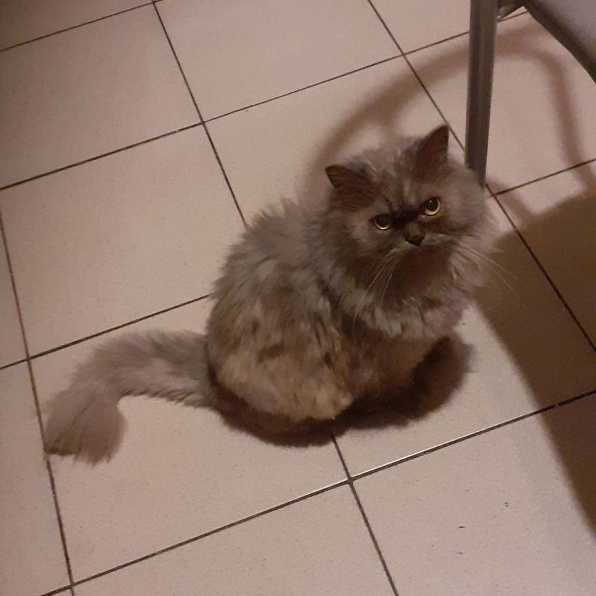 Кошечка в добрые руки, не с улицы