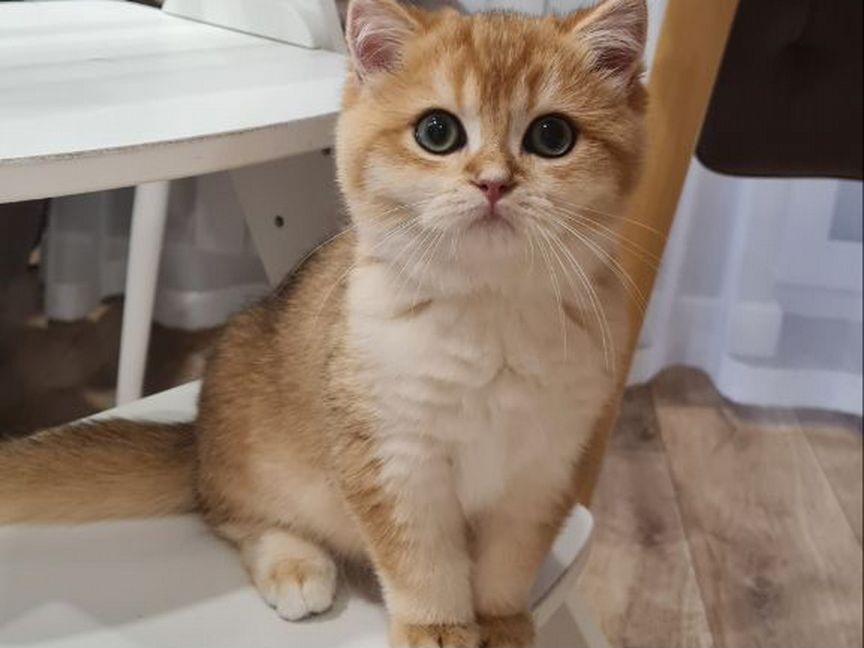 Котенок золотая британская шиншилла