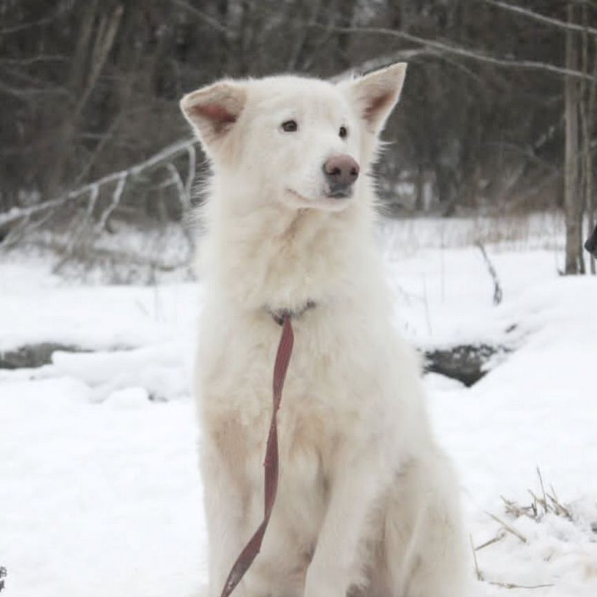Овчарка в добрые руки(белая швейцарская овчарка)