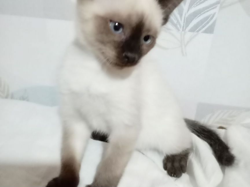 Тайские котята