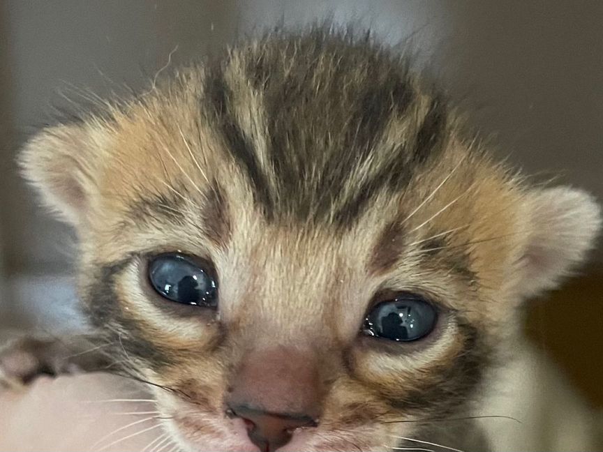 Породистые бенгальские котята шоу класса