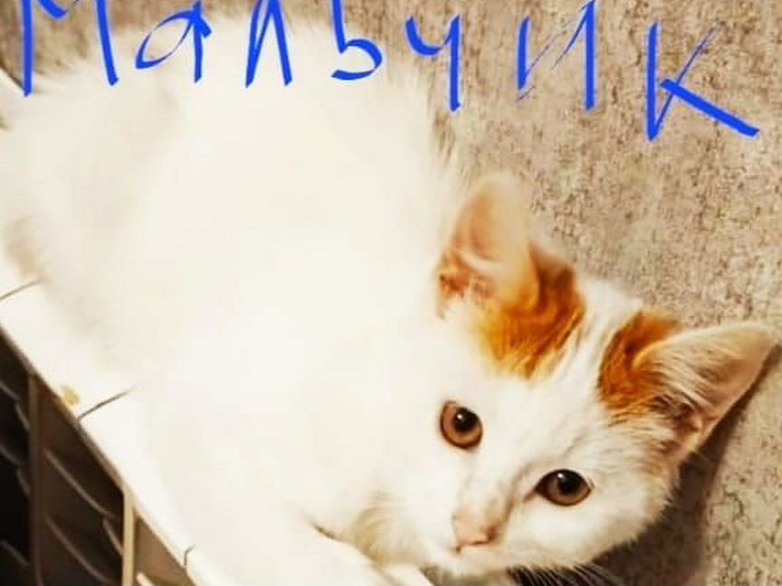 Котенок белый с рыжими ушками ласковый малыш