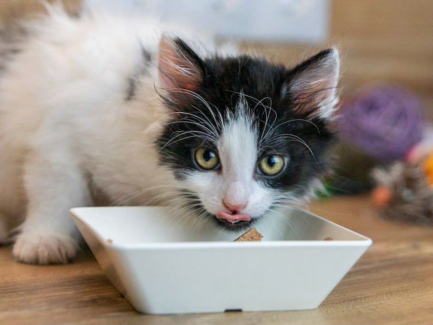 Самые ласковые целовашки ищут дом