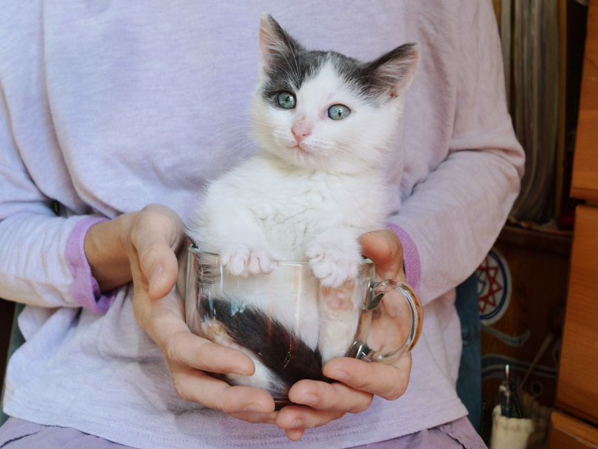 Малышка-кошечка в добрые руки