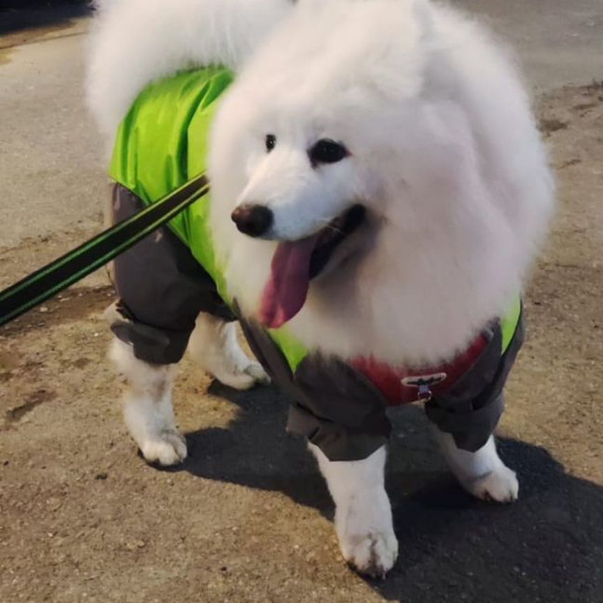 Костюм для собаки