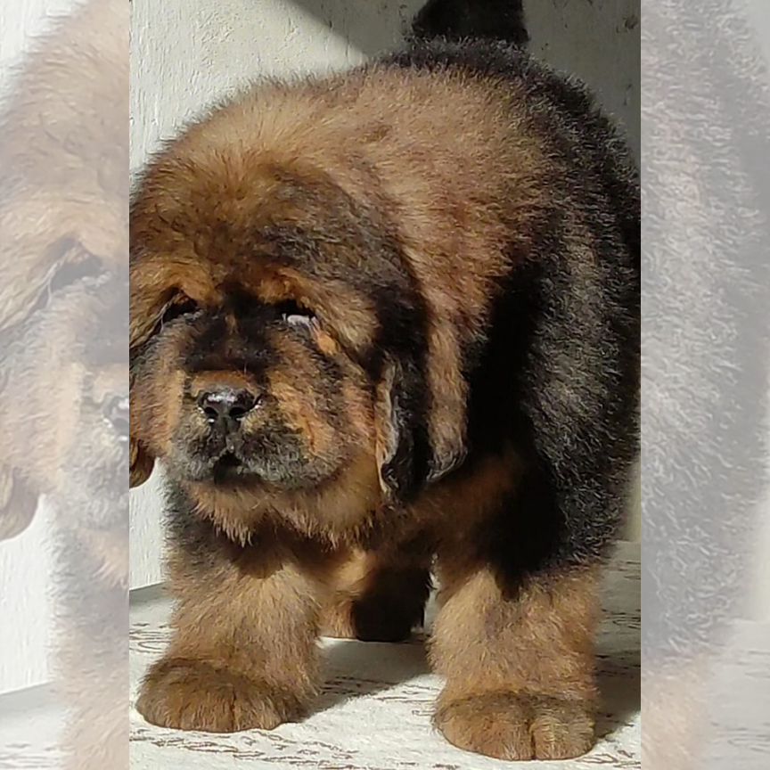 Тибетский мастиф, щенок