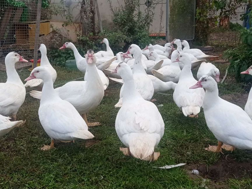 Гусь, утка, Индоутка, муларды