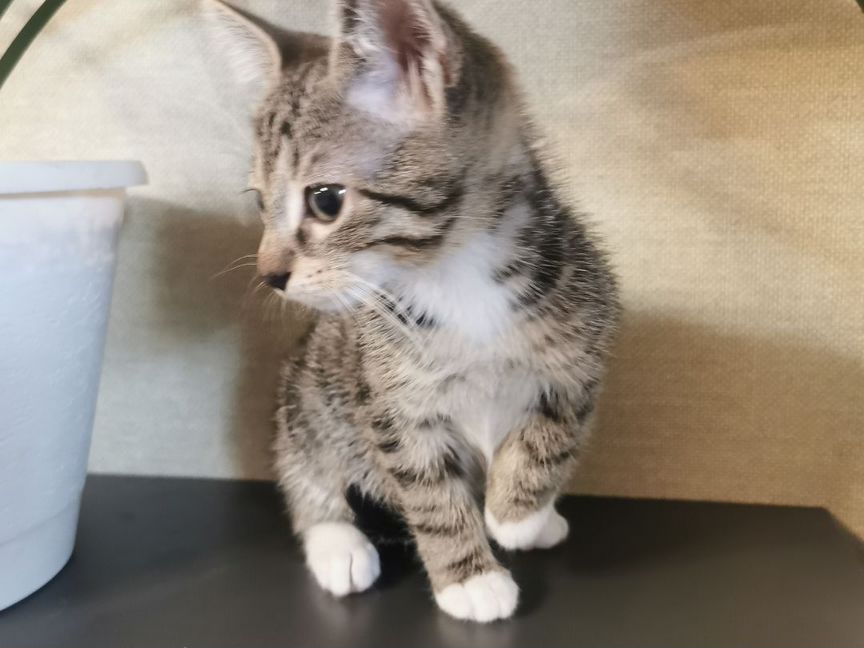 Котенок в добрые руки