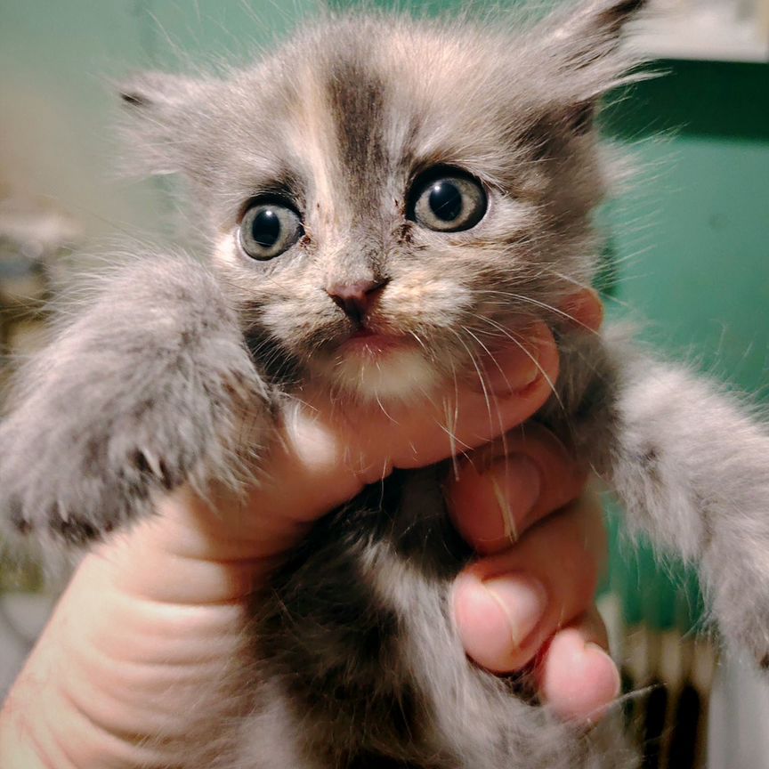 Котенок Британка