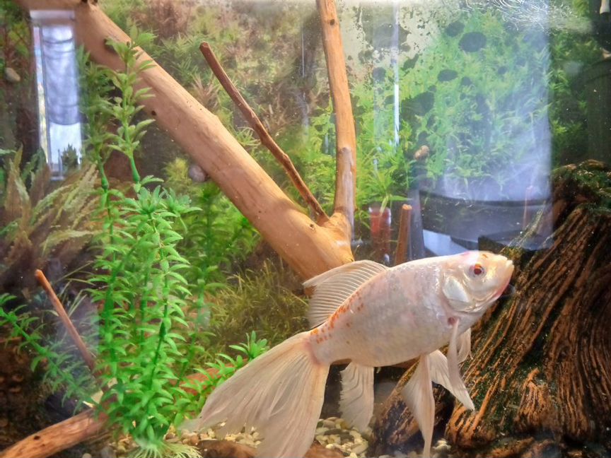 Аквариумные рыбки