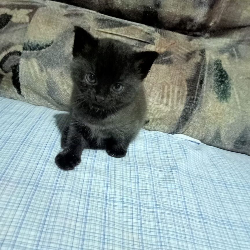 Отдам котенка