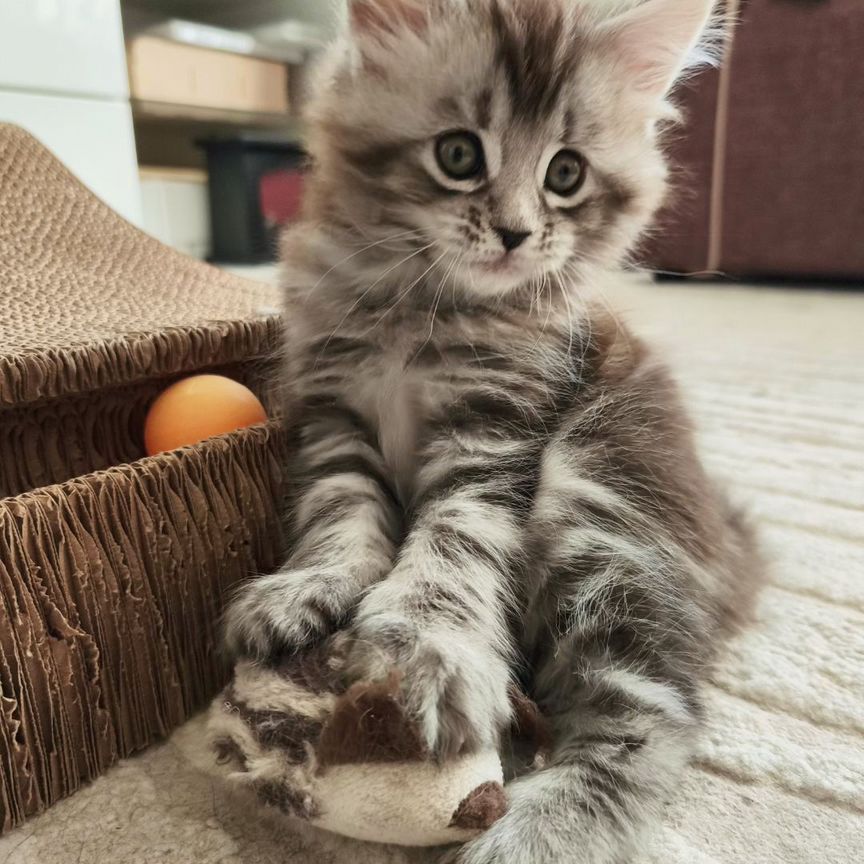 Котята мейн-кун