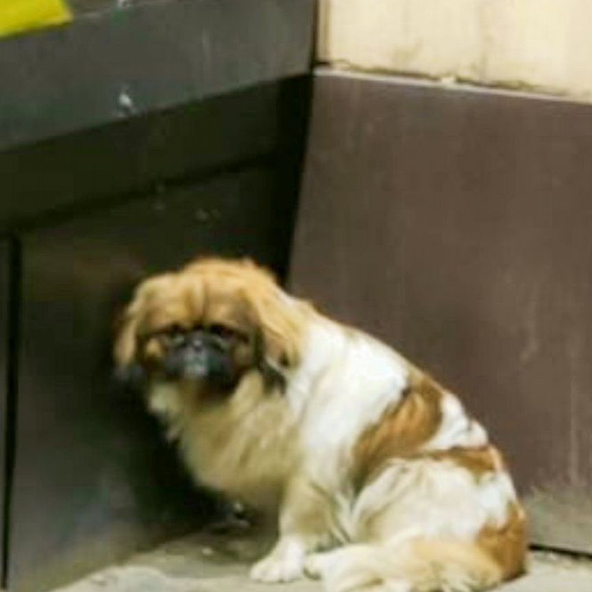 Нашли собаку пекинеса