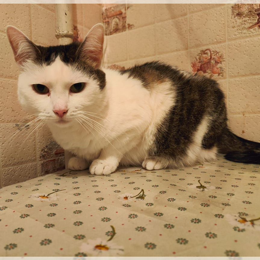 Кошечка в добрые руки