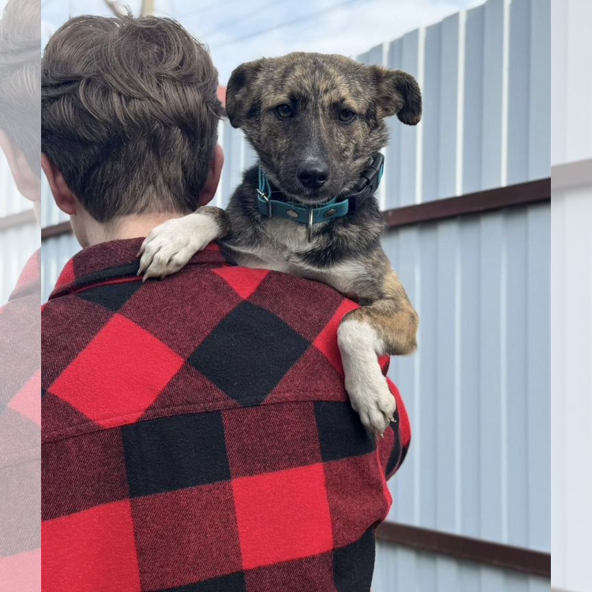 Взрослая собака в добрые руки