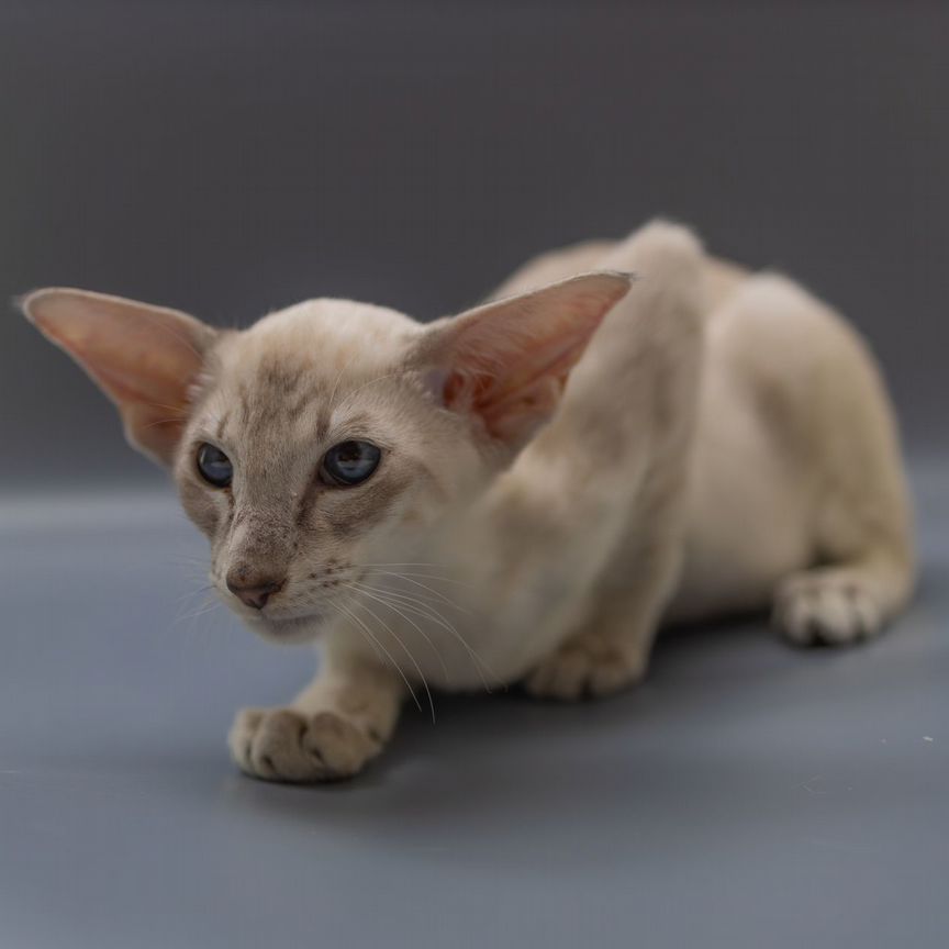Ориентальный котёнок