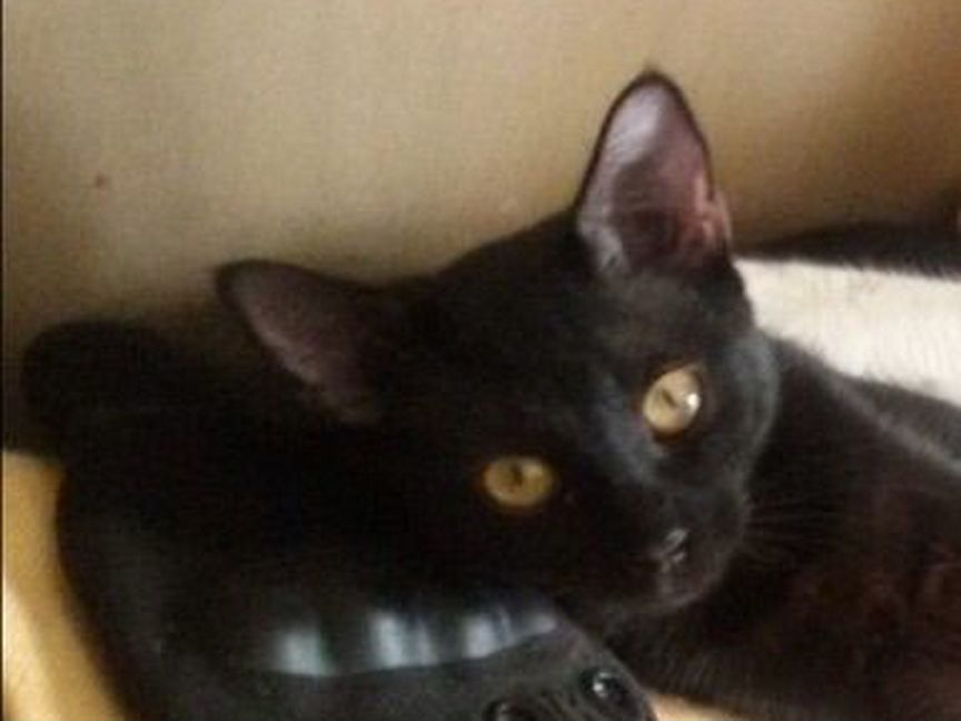 Котенок Фортуна