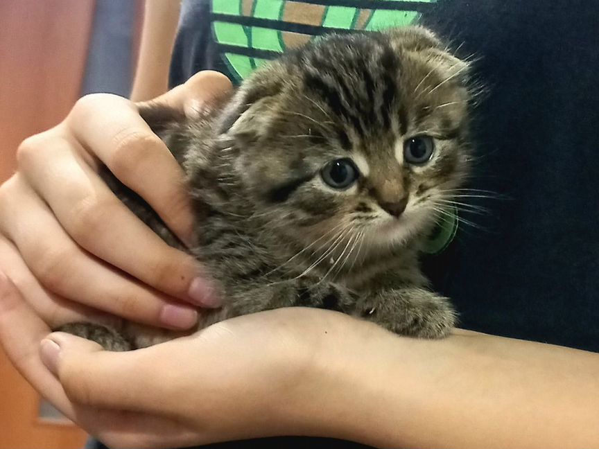 Вислоухие котята в добрые руки