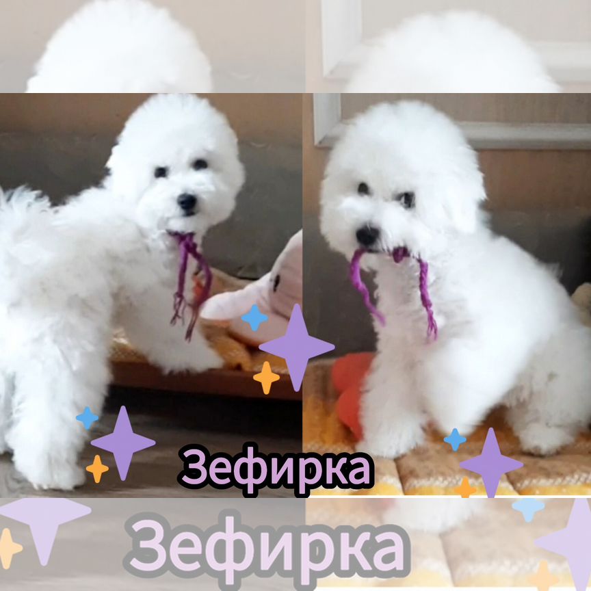 Бишон фризе, щенок