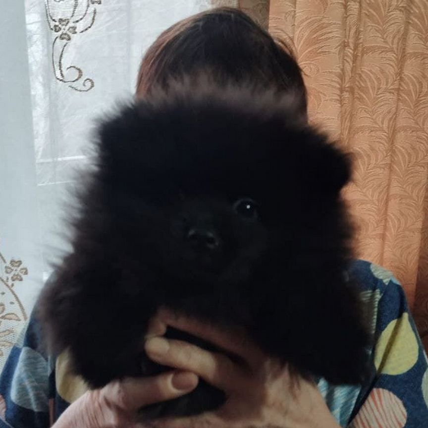 Померанский шпиц, щенок