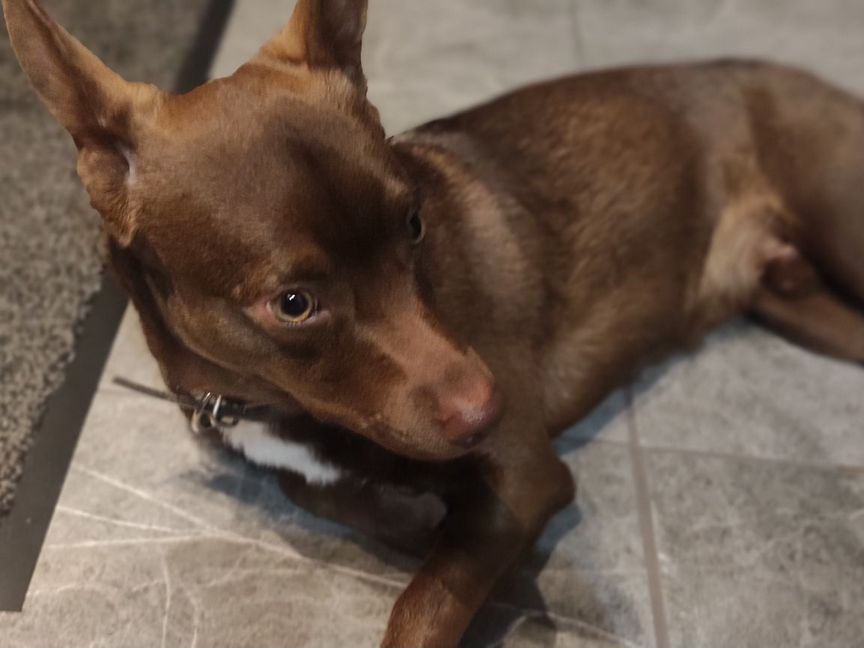 Собака в добрые руки отдам бесплатно