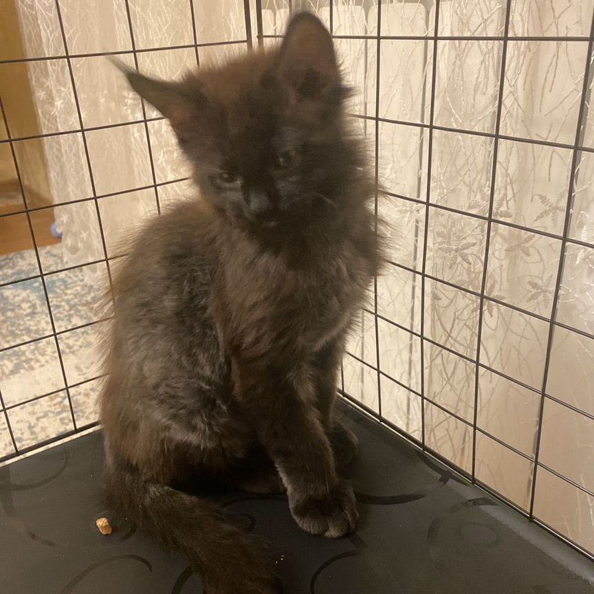 Мейн-кун котёнок