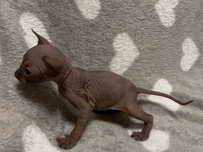 Очаровательная девочка канадского сфинкса