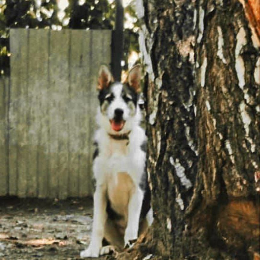 Терьеристой внешности щенок Пумба ищет семью