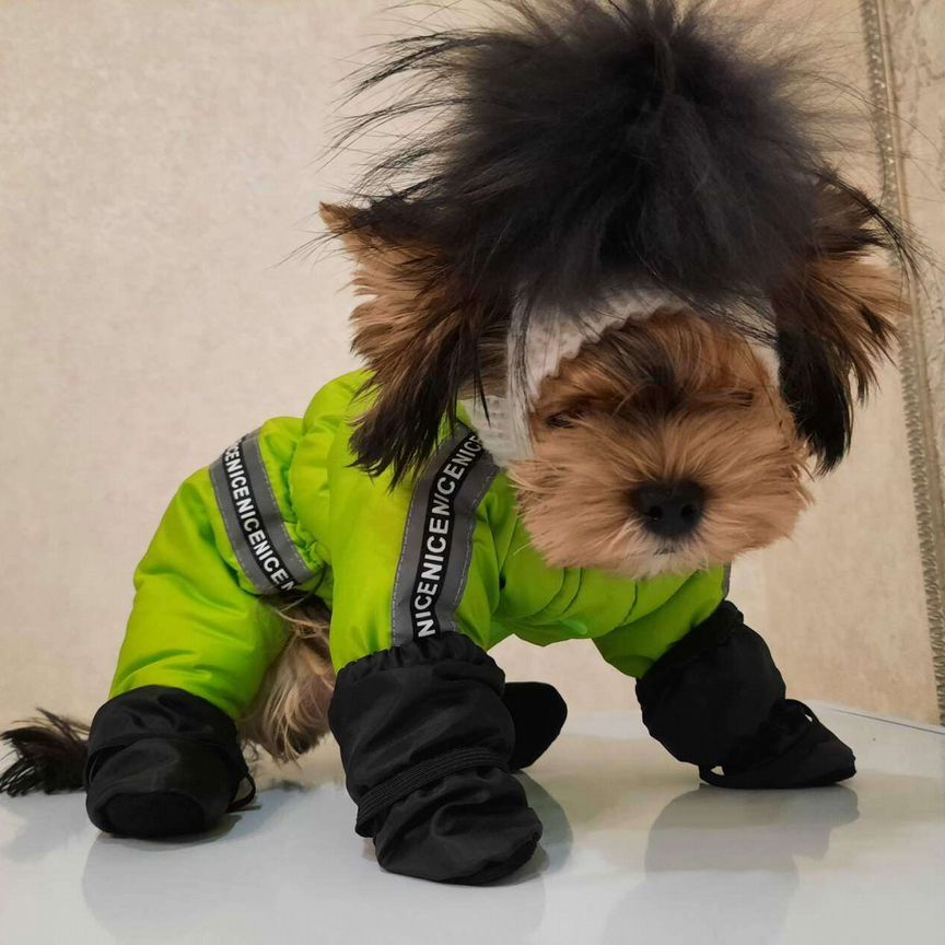 Одежда для собак мелких пород