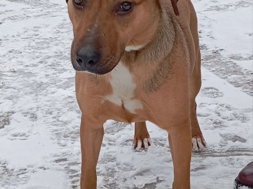 Рыжка ищет дом