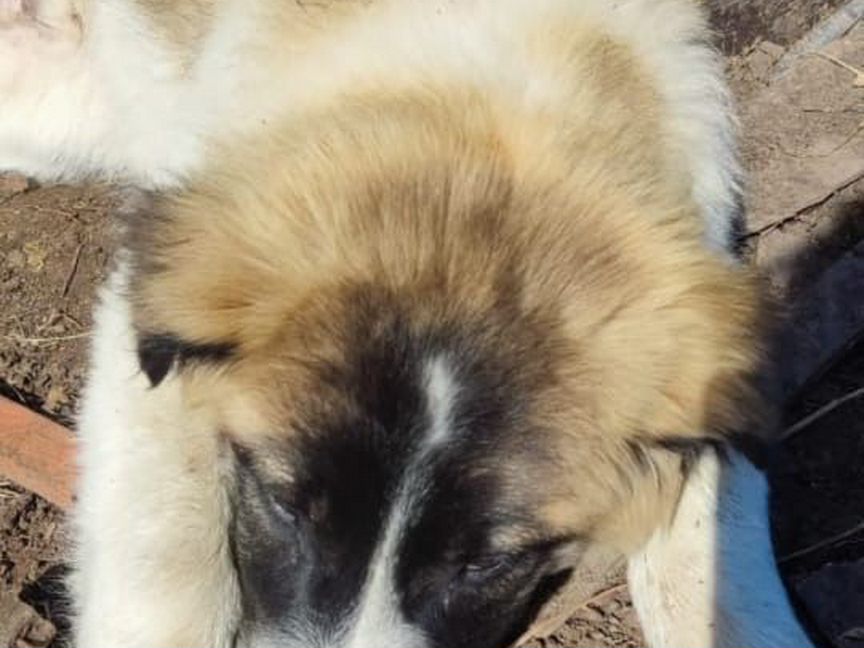 Отдам бесплатно щенки сторожевой