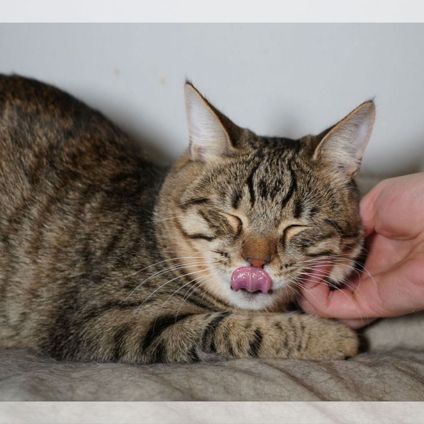 Котики из приюта ждут