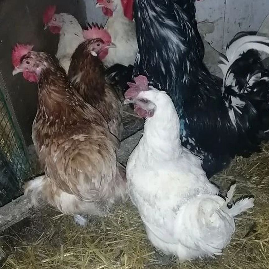 Инкубационное яйцо кур несушек