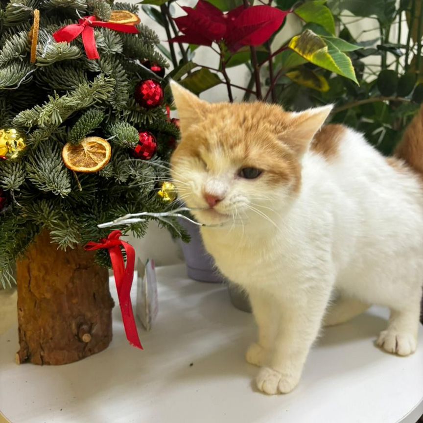 Котенок без глаза в дар в добрые руки
