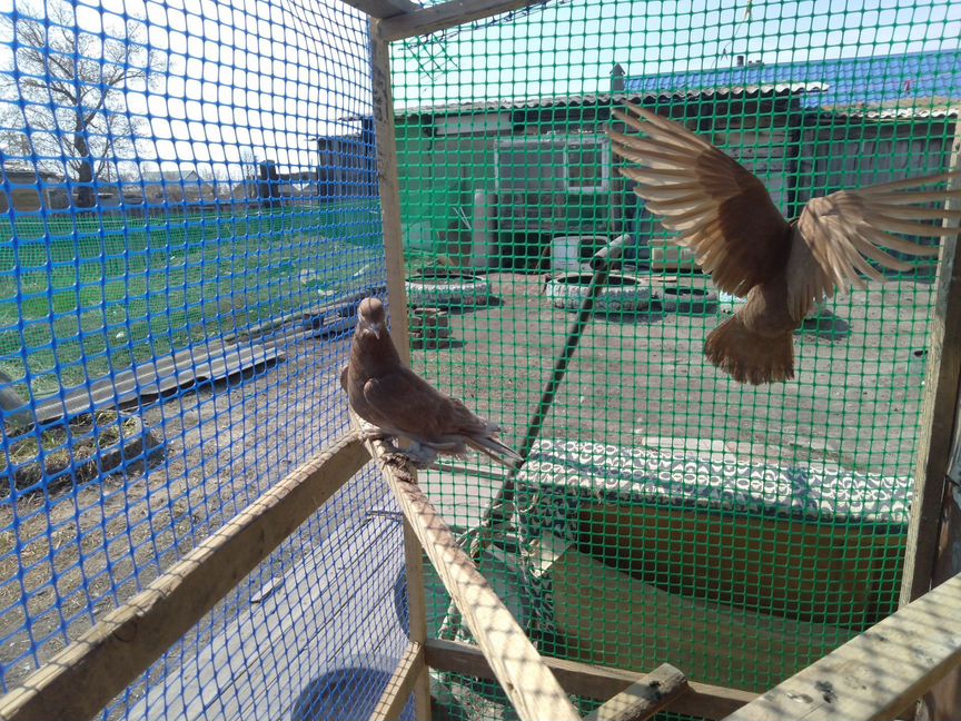 Голуби оптом. Цена указана за всех