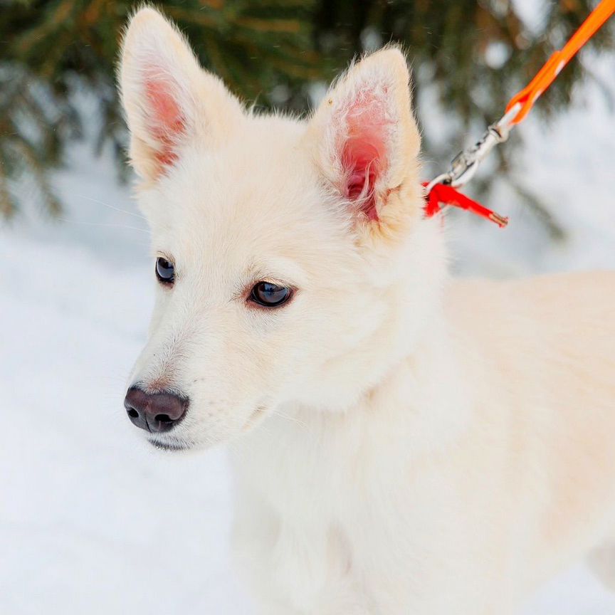 Щенок из приюта ищет дом