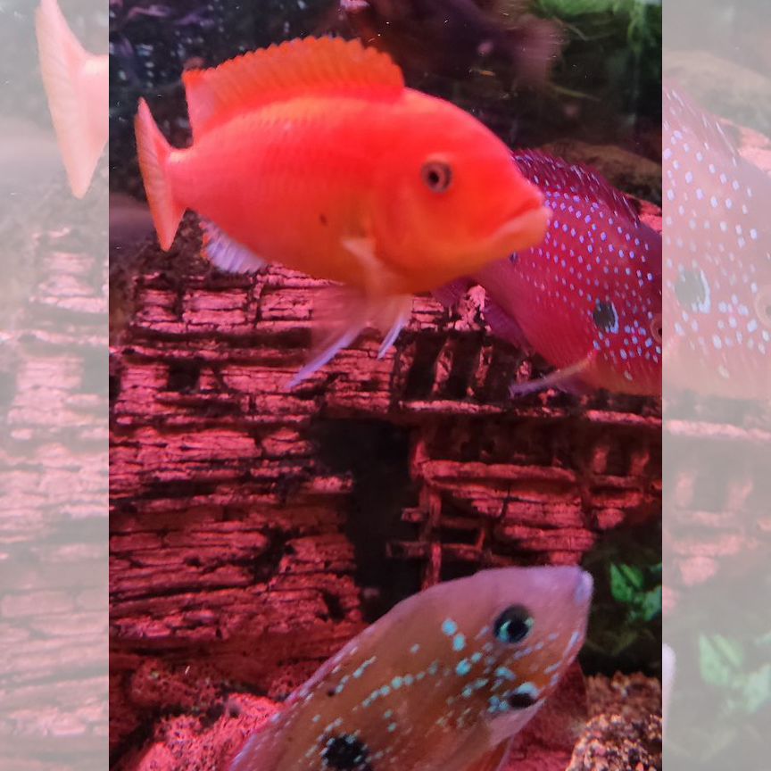 Псевдо трофеус красная зебра