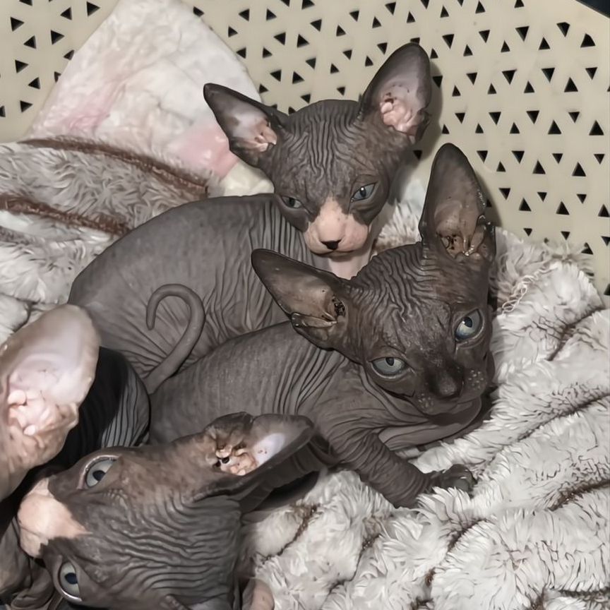 Канадский сфинкс котёнок