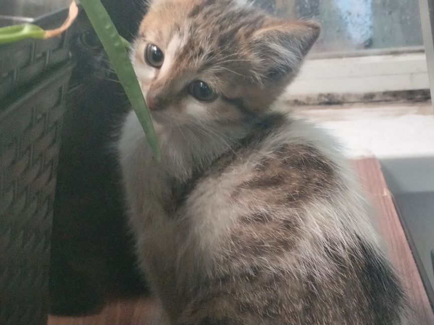 Милый и ласковый котенок в добрые руки